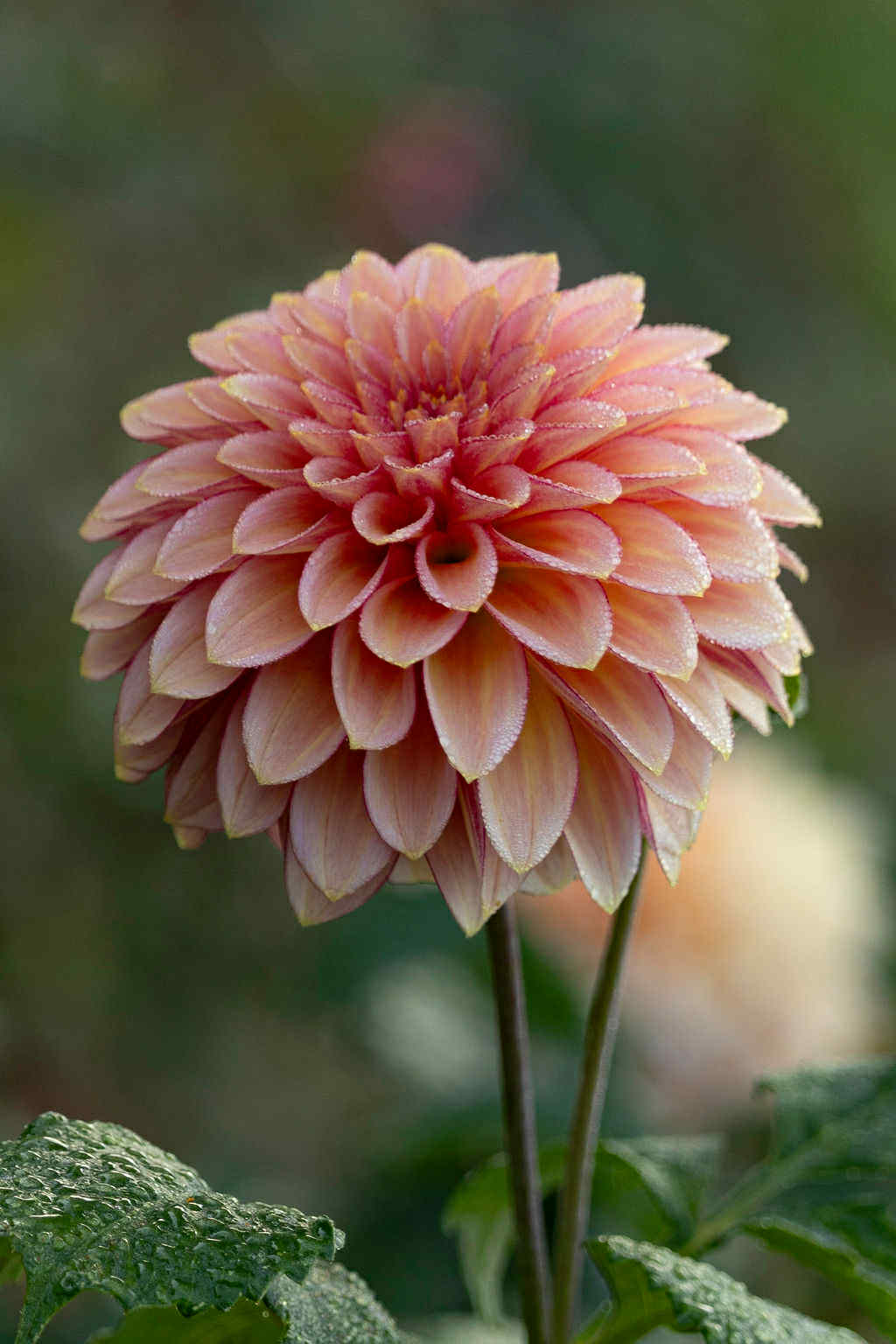 RM Raspberry Twinkle Dahlia – Indigo Wild Flower Farm
