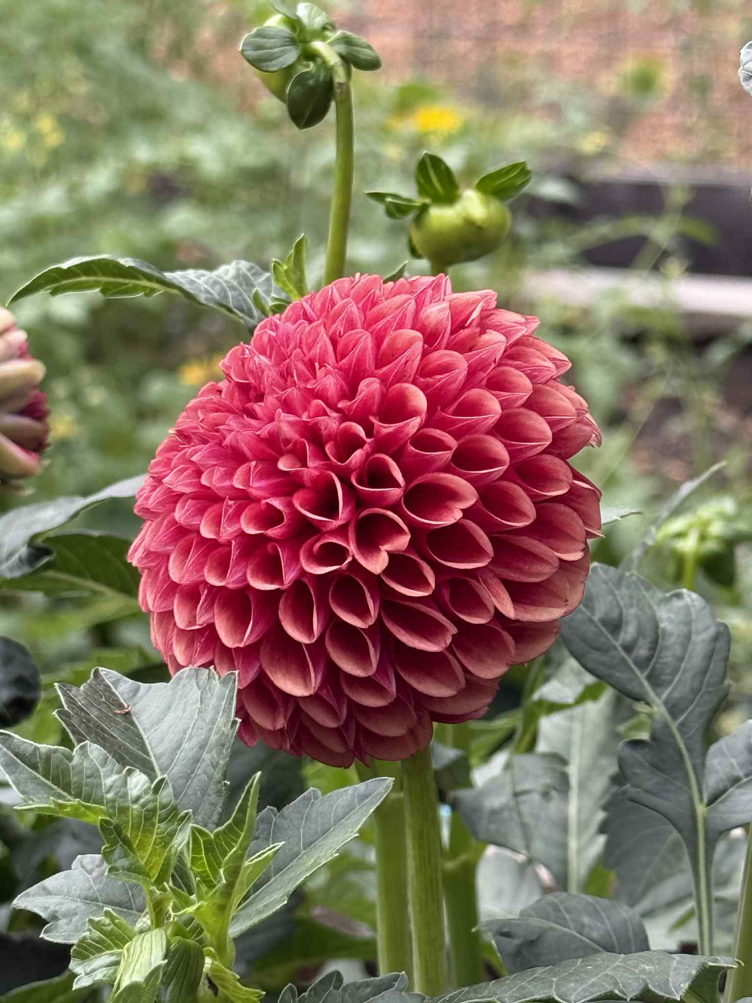 Copper Boy Dahlia – Indigo Wild Flower Farm