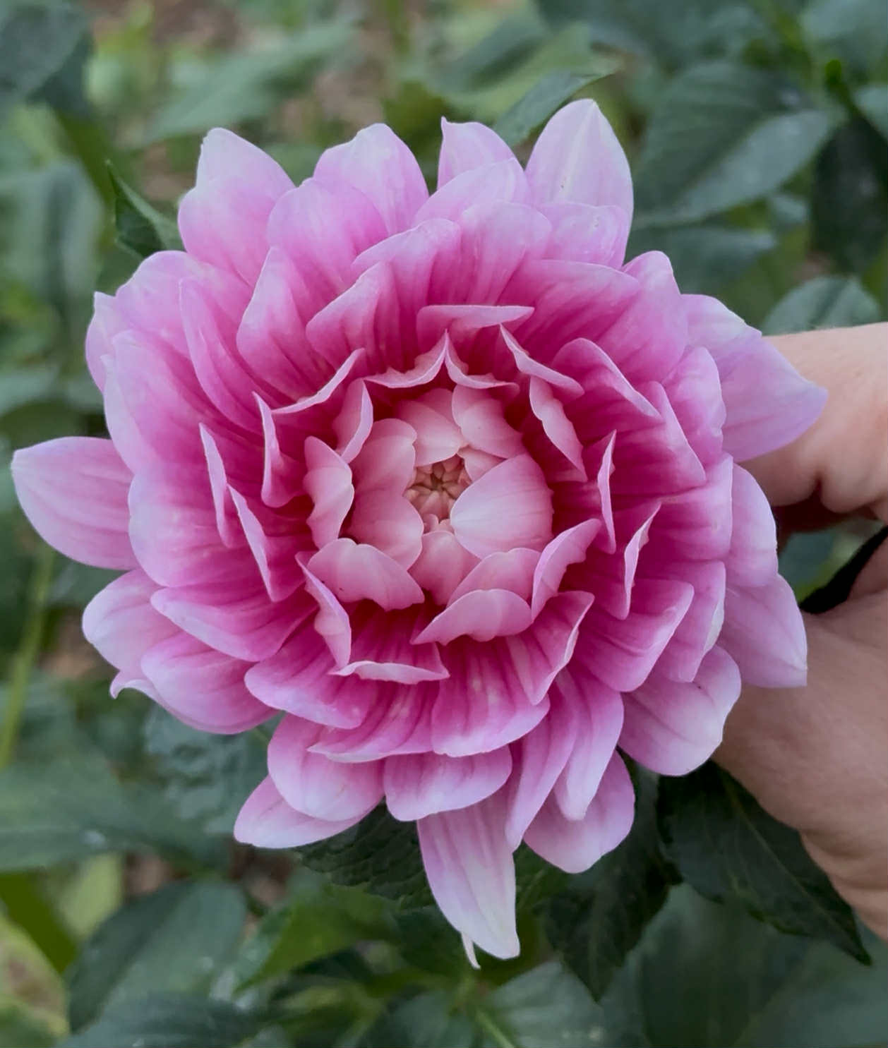 Hollyhill Pink Parfait Dahlia – Indigo Wild Flower Farm